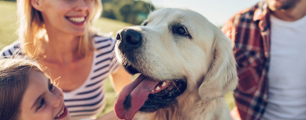 Dogs - Getting Started Archives | Hartz