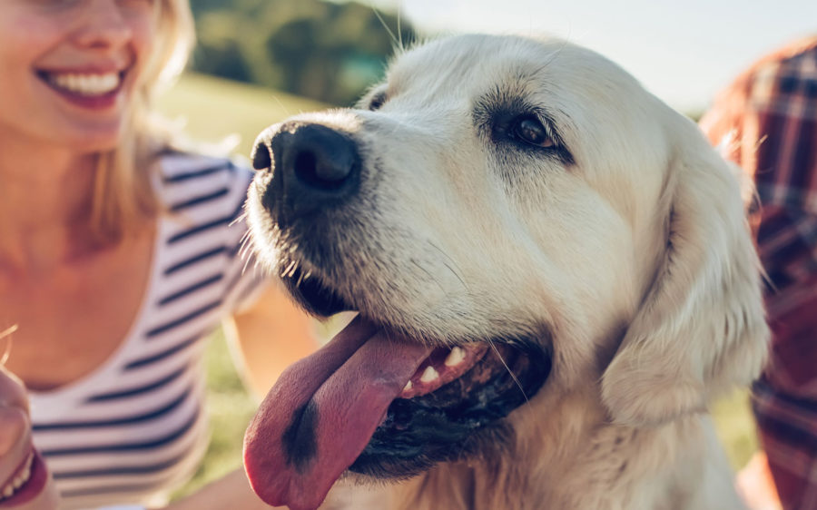 Learning Center: Animals | Dogs | Getting Started | Hartz