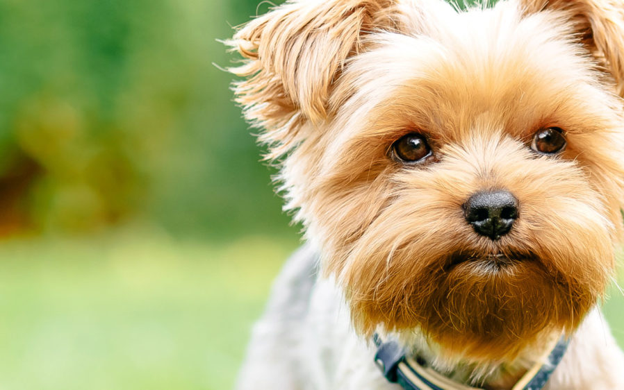 Dogs - Getting Started Archives | Hartz