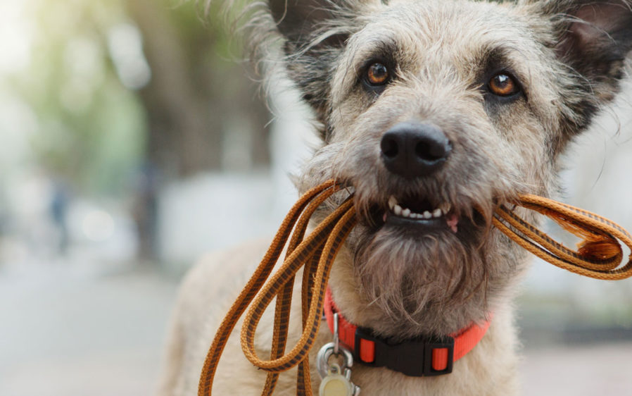 Dogs - Getting Started Archives | Hartz