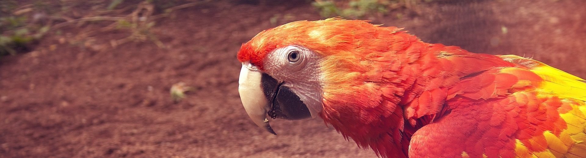 Your Bird’s Body Language - Hartz