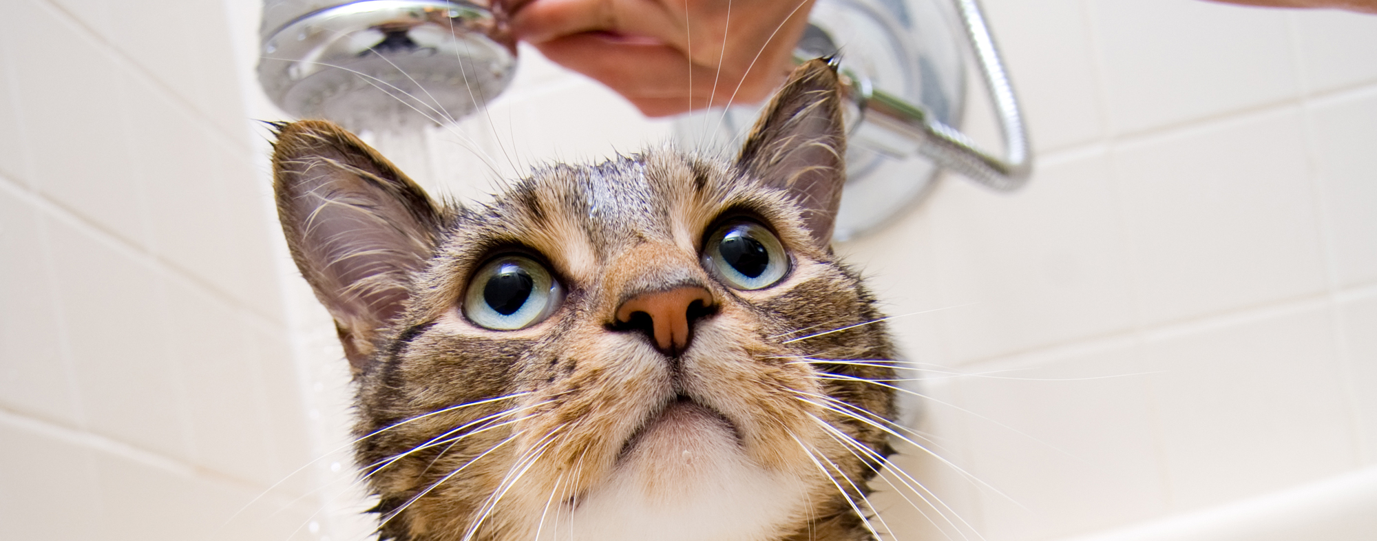 How To Bathe Your Cat Hartz How To Bathe Your Cat Hartz