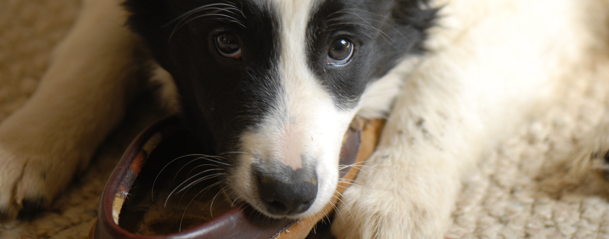 How to Stop Rampant Chewing | Hartz