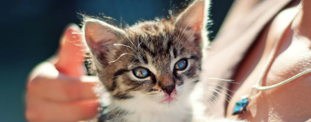 Cats - Getting Started Archives | Hartz