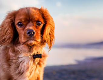 Learning Center - Hartz