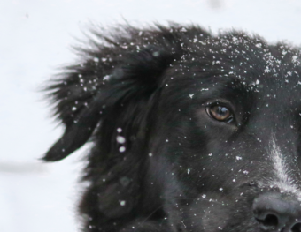 Learning Center - Hartz