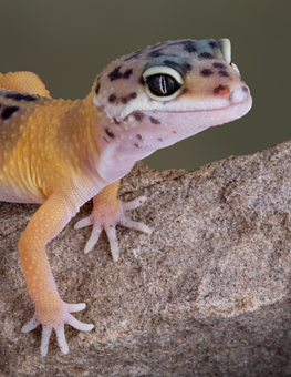 Learning Center | Hartz