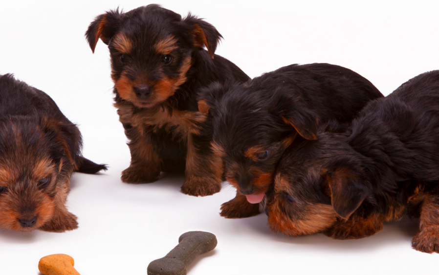 Learning Center: Animals | Dogs | Puppy | Hartz