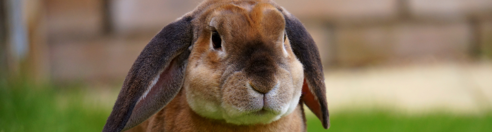 Choosing Your Child’s First Pet - Hartz