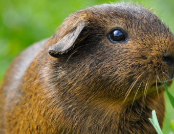 Learning Center - Hartz