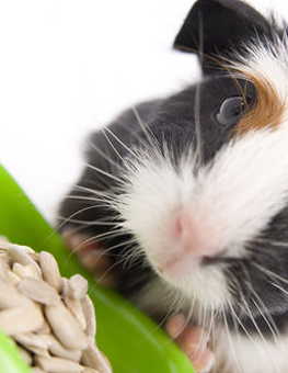 Learning Center | Hartz