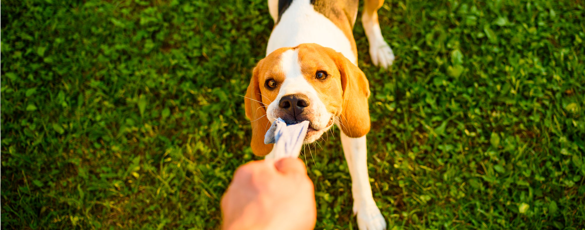 Dog Games: Teach Your Dog the Right Way to Play | Hartz
