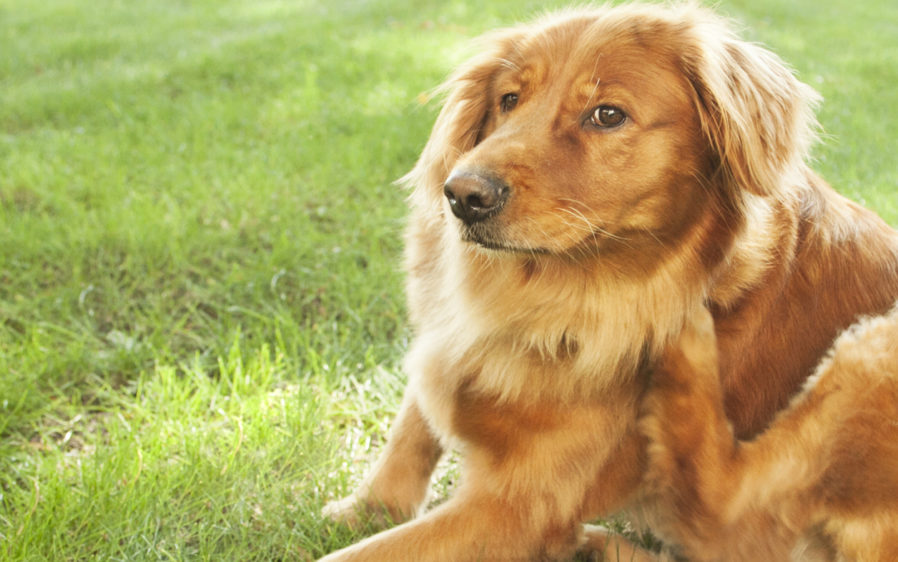 Dogs Archives | Page 15 of 33 | Hartz