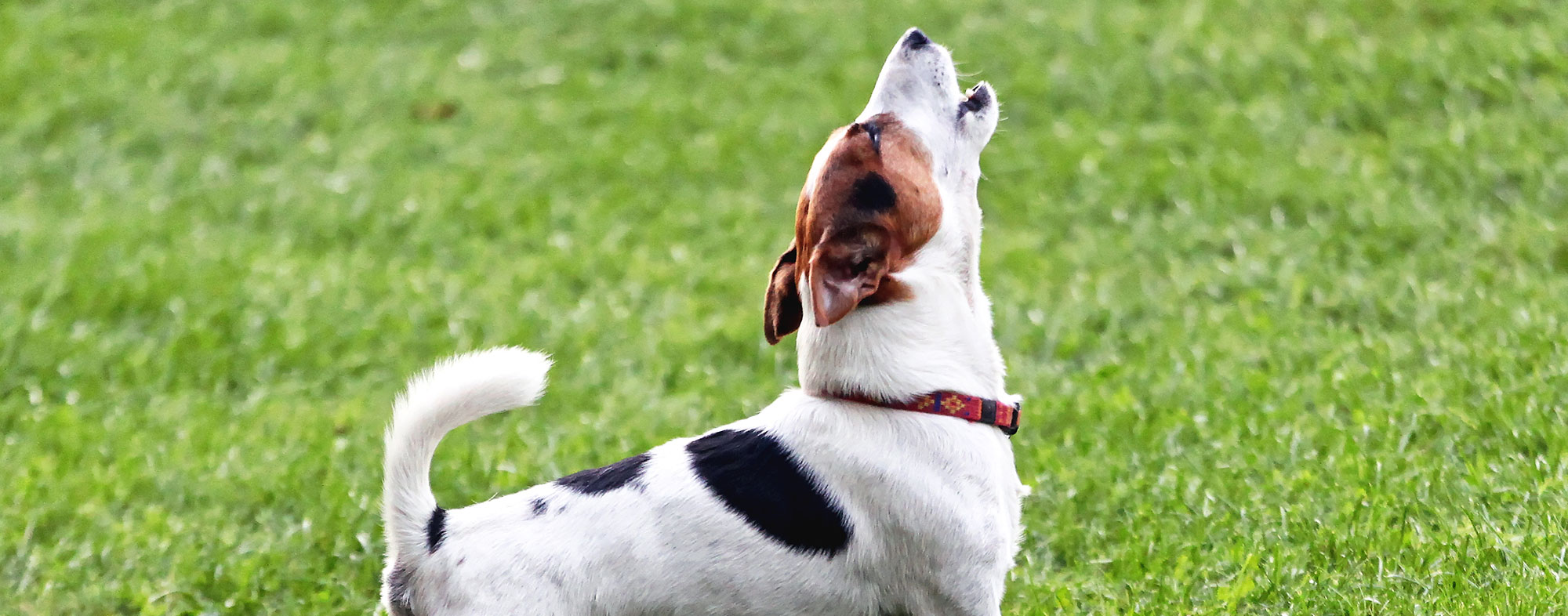 What Your Dog s Sounds Are Telling You Hartz What Your Dog s Sounds Are Telling You Hartz