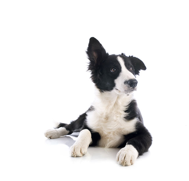 Hartz: Pet Care Products for a Healthy, Happy Pet