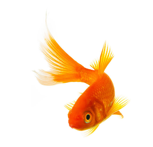 Hartz: Treats, Toys & Supplies For a Healthy and Happy Pet