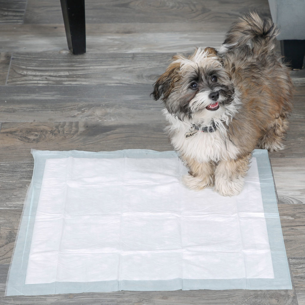 Hartz® Home Protection™ Odor Eliminating Dog Pads 50 Count - Unscented ...