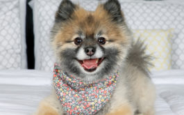 Fur Fetcher® | Hartz