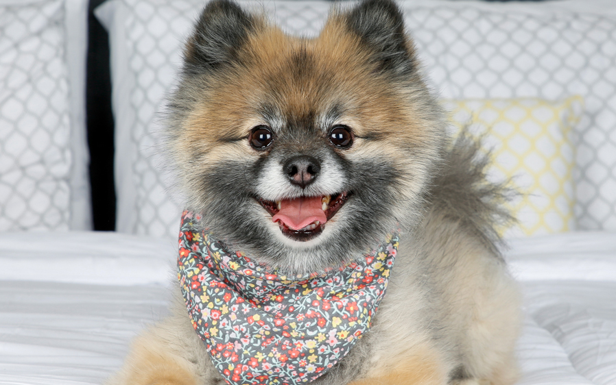 Fur Fetcher® | Hartz