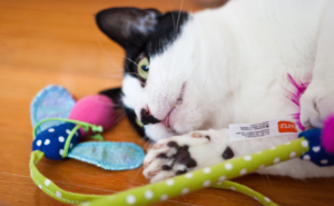 Learning Center | Hartz