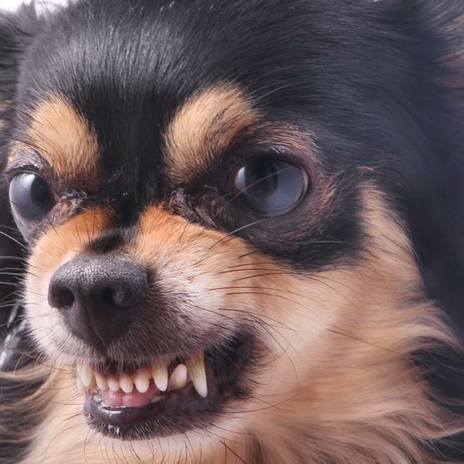 Dogs - Getting Started Archives | Hartz