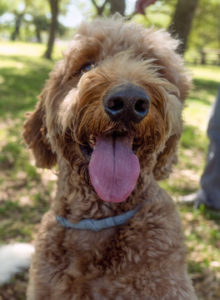 Hartz: Treats, Toys & Supplies For a Healthy and Happy Pet