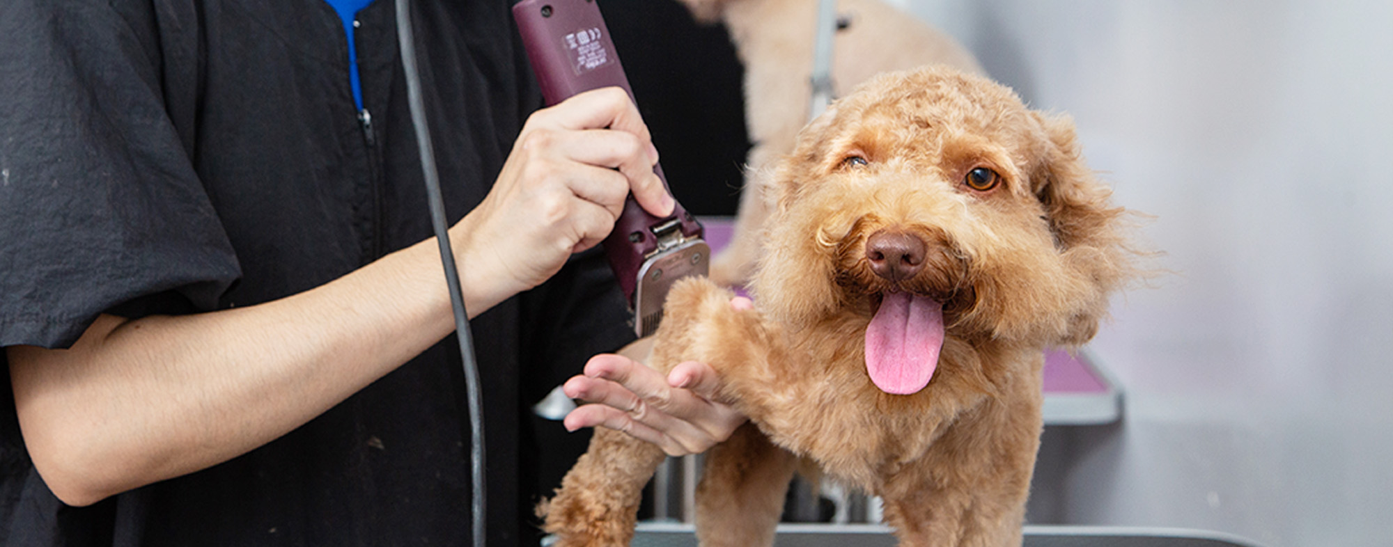 Seasonal Professional Grooming for Your Pet | Hartz