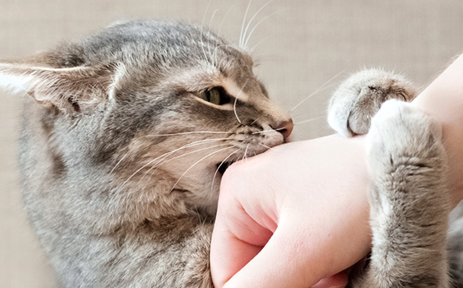 Cats - Training & Play Archives | Hartz