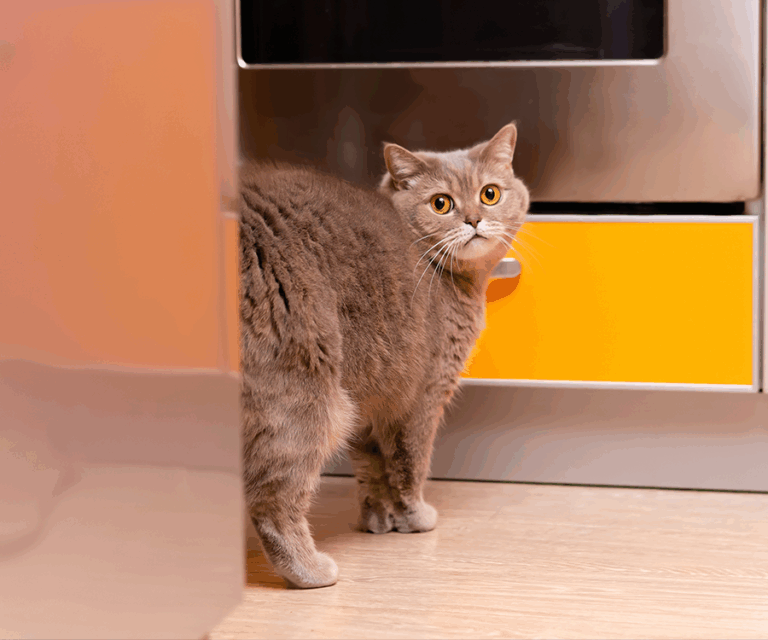 Why do Cats Spray? | Hartz