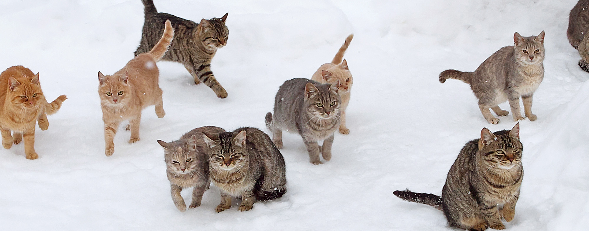 Caring for Community Cats During the Cold Weather | Hartz