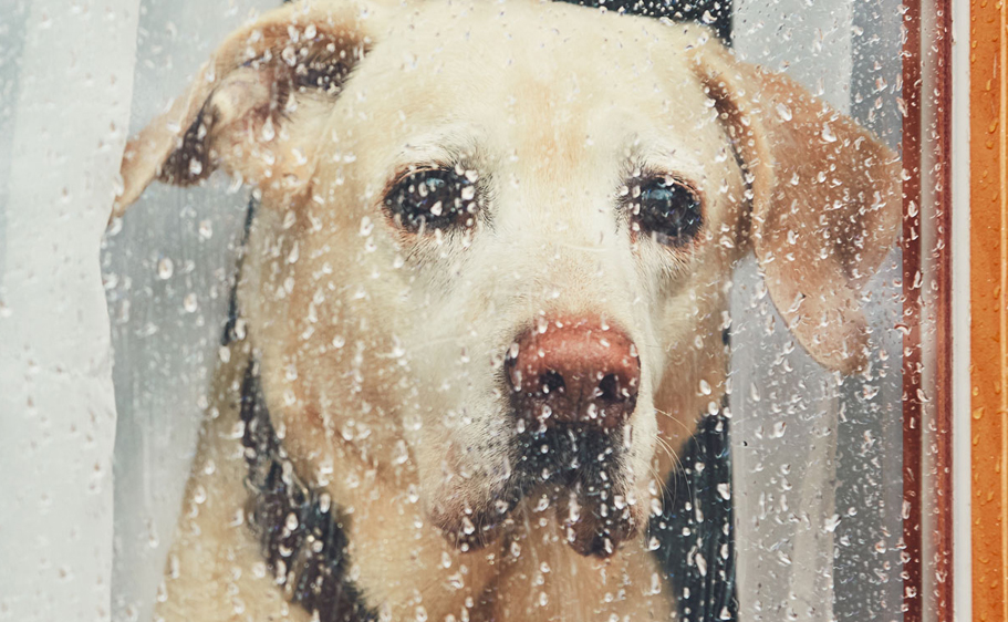 Learning Center | Hartz