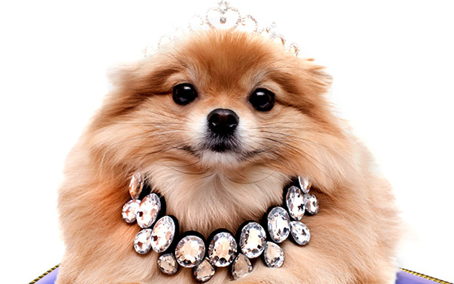 Learning Center: Animals | Dogs | Habitat | Hartz