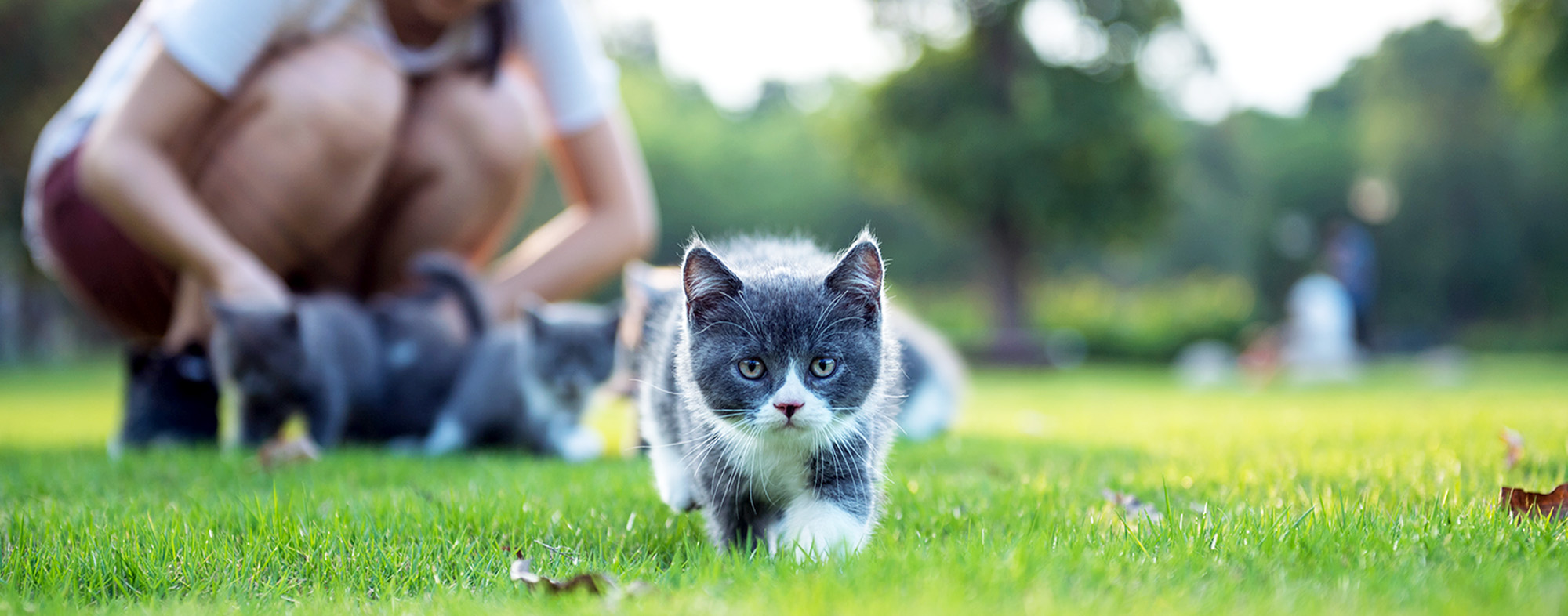 Flea and Tick Protection for Cats | Hartz
