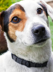 Hartz: Treats, Toys & Supplies For a Healthy and Happy Pet