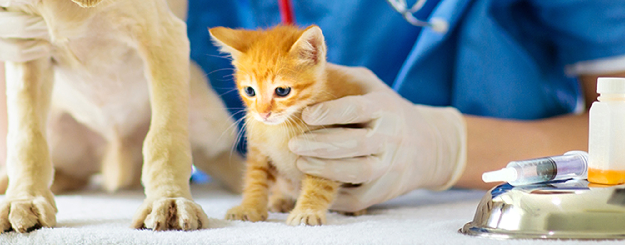 The Importance of Vaccinating Your Pet | Hartz