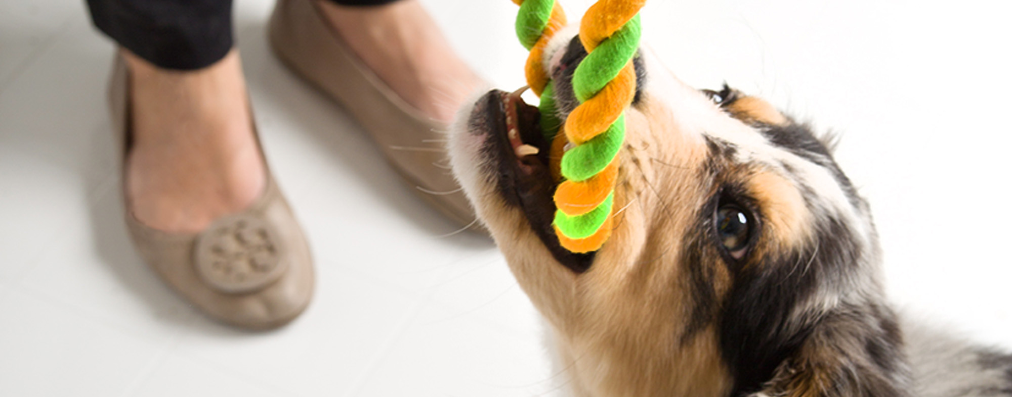 Having Fun Indoors with Your Dog This Summer | Hartz