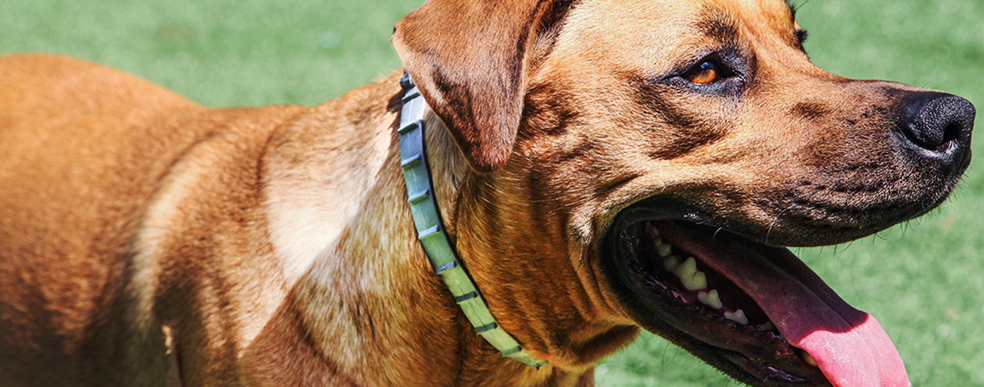 The Effects of Climate Change on Flea & Tick Season | Hartz