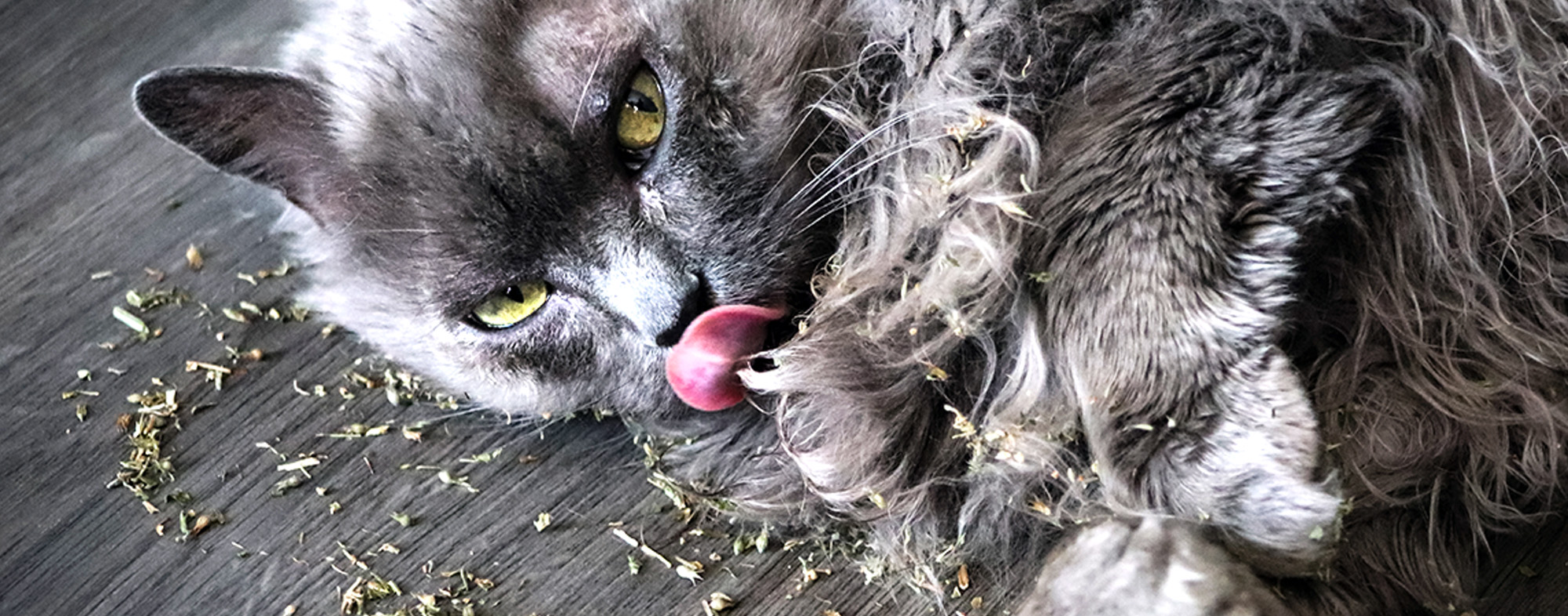 All About Catnip | Hartz