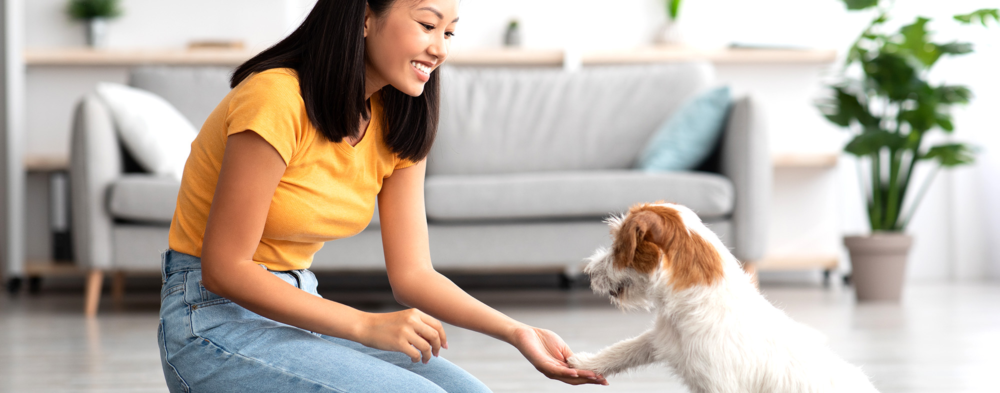 Dog Behavior Training | Hartz