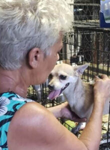 Hartz: Treats, Toys & Supplies For a Healthy and Happy Pet