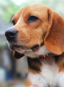 Hartz: Treats, Toys & Supplies For a Healthy and Happy Pet