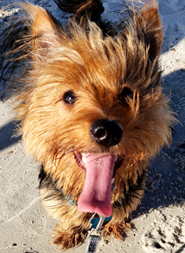 Hartz: Treats, Toys & Supplies For a Healthy and Happy Pet