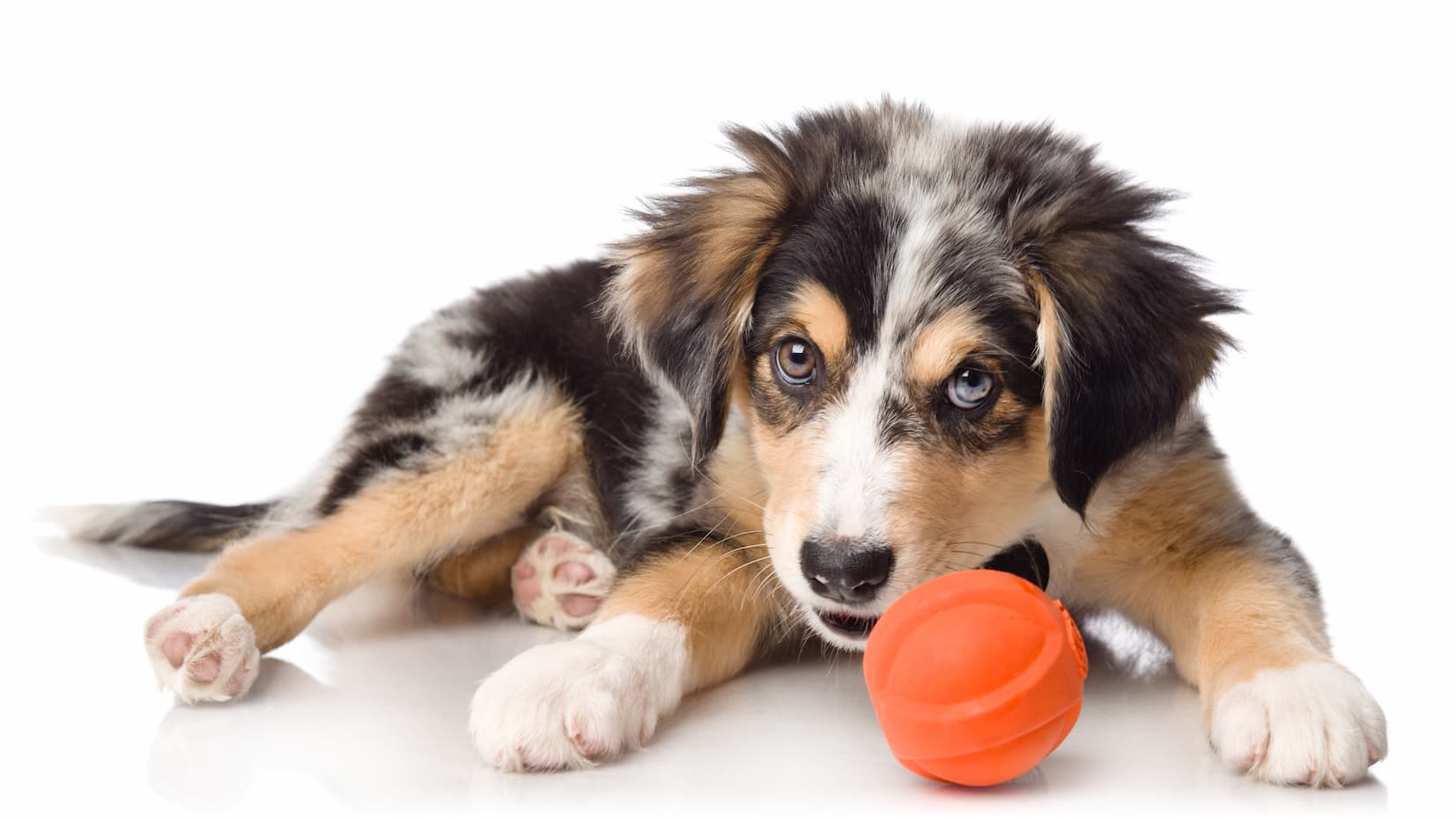 Dog Toys 101: A Comprehensive Guide | Hartz