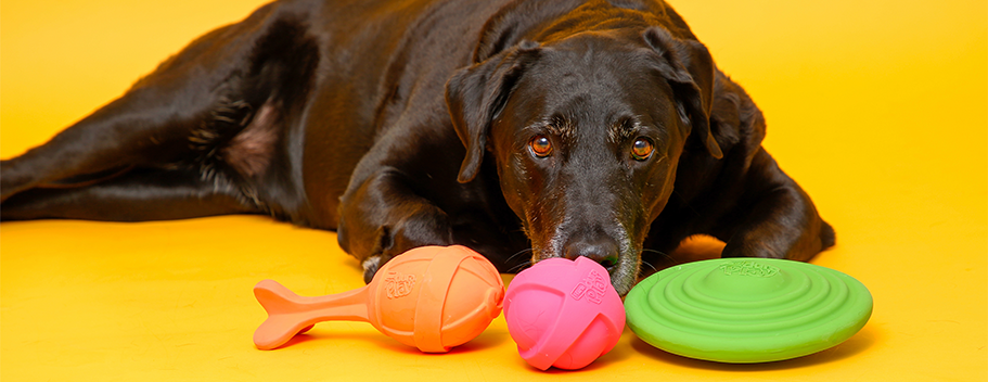 Dog Toys 101: A Comprehensive Guide | Hartz