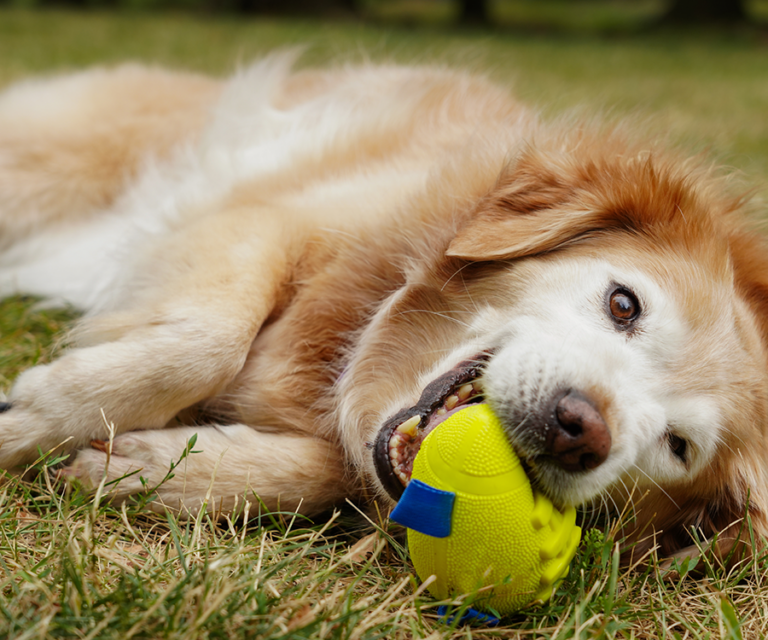 The Best Interactive Dog Toys for Mental Stimulation | Hartz